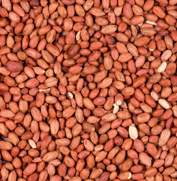 Fresh peanuts – By Moroccan